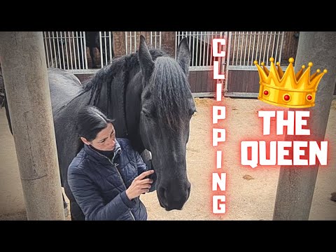 Friesian Horses