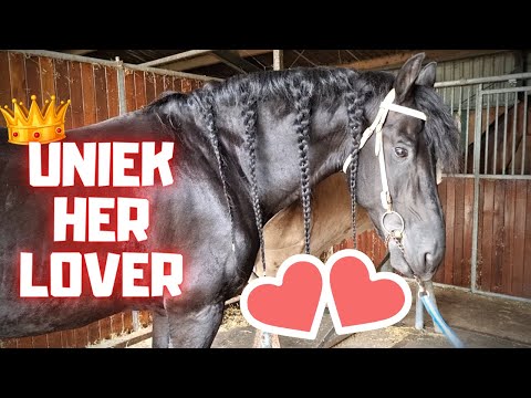 Friesian Horses