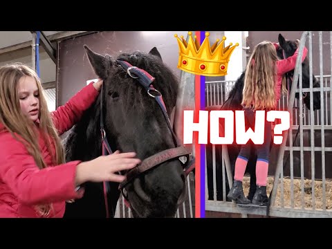 Friesian Horses