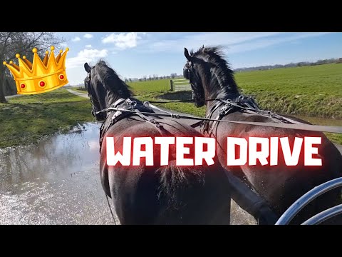 Friesian Horses