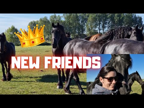 Friesian Horses