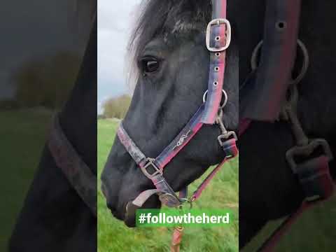 Friesian Horses