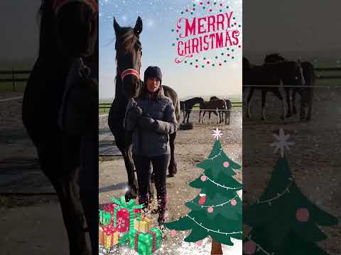Friesian Horses