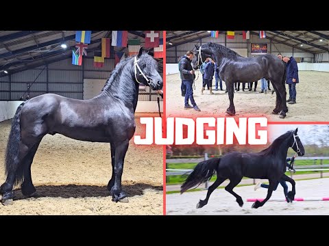 Friesian Horses