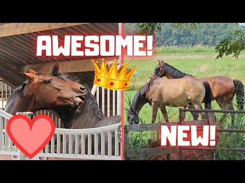 Friesian Horses